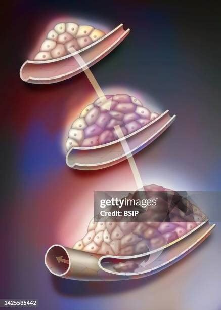 Cell Diffusion Photos And Premium High Res Pictures Getty Images