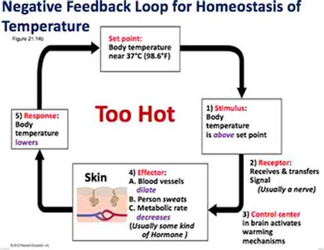 Control System Negative Feedback Loop Diagram Hormones Physi