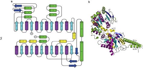 Figure 1 From Structure And Regulation Of Yeast Glycogen Synthase Semantic Scholar