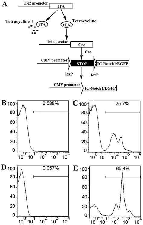 Intracellular Domain Of Notch1 Ic‑notch1 Expression In Hematopoietic