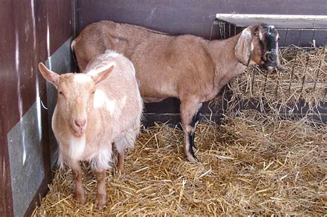 Software Pragmatism The Monty Hall Problem A Simulation In Javascript