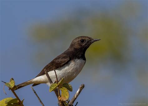 Variable Wheatear Oenanthe Picata Outskirts Of Nakhatrana Gujarat