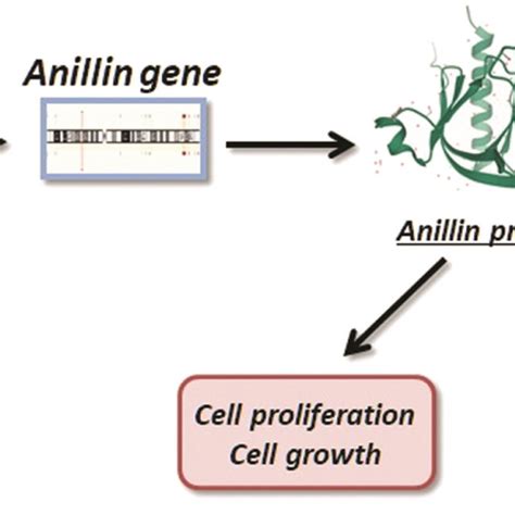 Mir 138sox4 Axis Modulates Anillin In Hcc Cells The Summary Of The