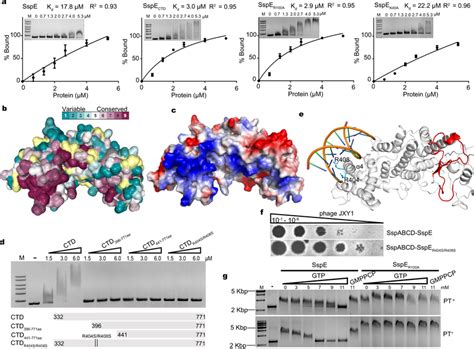 Structural Basis For The Dna Binding Of Sspectd A Dna Binding