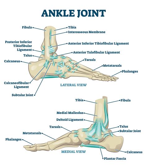 Anatomie Ligament Cheville Anatomie Pied Cheville Ovvaxc