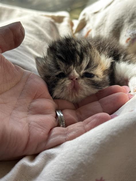 Munchkin Kittens For Sale Munchkin Kittens For Adoption Facebook