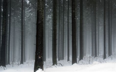 Snowy Forest Background