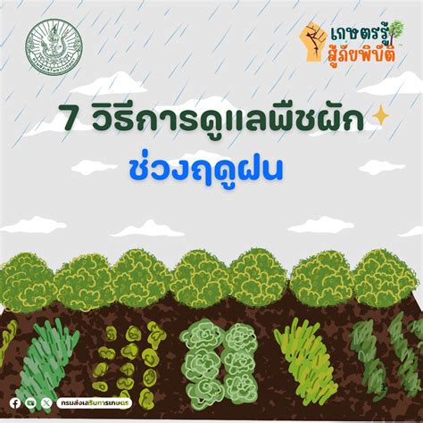 แนวทางการดูแลพืชผักในช่วง สำนักงานเกษตรอำเภอเมืองนราธิวาส Facebook