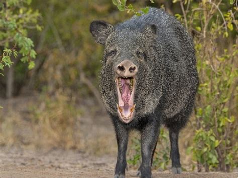 The Tale Of The Happy Javelina Rokslide