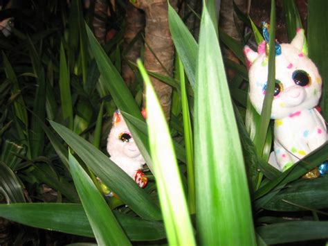 Williamespie Marathon Map Poussière Dimage