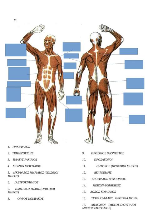 Μυικο συστημα Worksheet Live Worksheets