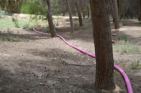 관개 용 물이 담긴 분홍색 플라스틱 파이프가 숲의 풀밭에있는 지구 표면에 놓여 있습니다 자연 보호 0명에 대한 스톡 사진 및 기타 이미지 Istock