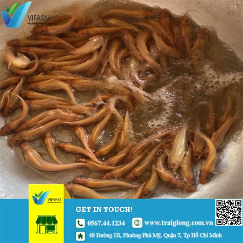 Cá Lăng Vàng Giống Tư Nghĩa