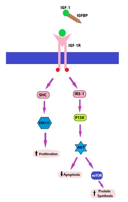 A Diagram Of Igf I And Igf Binding Protein Complex The Effects Of