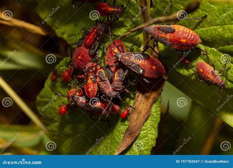 Multiple Generations Of Red Aphids Asexually Reproducing On A Leaf Stock Image Image Of Aphids