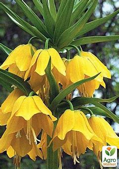 ФРИТИЛЛЯРИЯ: купить луковицы и клубни рябчиков почтой в Киеве, Одессе и ...