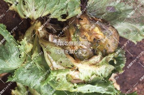 レタス軟腐病 結球の病徴 全農教フォトライブラリ
