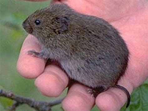 Types Of Voles Common Vole Species In The United States