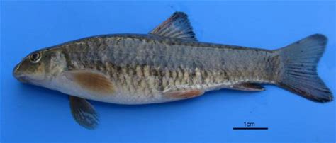 Garra Variabilis Гарра вариабилис ВСЕ О ПРЕСНОВОДНЫХ РЫБАХ