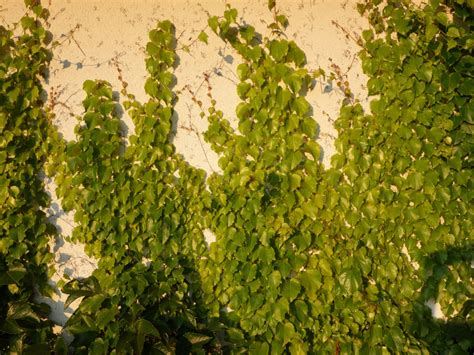 Aggregations On Time Series Data With Pandas