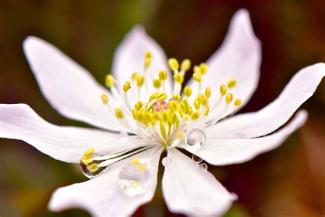 Capture Some Forest Magic With A Spring Wildflower Walk West Virginia