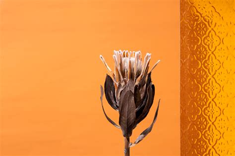 말린 프로테아 꽃 오렌지 배경에 장식 갈색 유리 설계를 위한 빈 공간 지속 가능한 패션에 대한 스톡 사진 및 기타 이미지 지속 가능한 패션 0명 꽃 나무 Istock