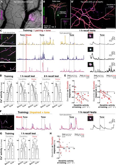 Anti Hebbian Plasticity In The Motor Cortex Promotes Defensive Freezing Current Biology