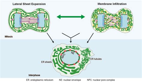Nuclear Membrane Picture