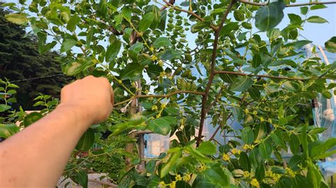 대추나무 가지치기 이유 사과대추는 이곳에서 열리니까 Youtube