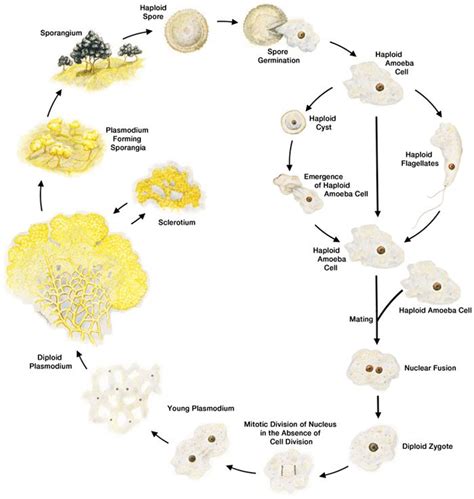 Think Single Celled Organisms Are Simple Think Again The Slime Mold Physarum Polycephalum A