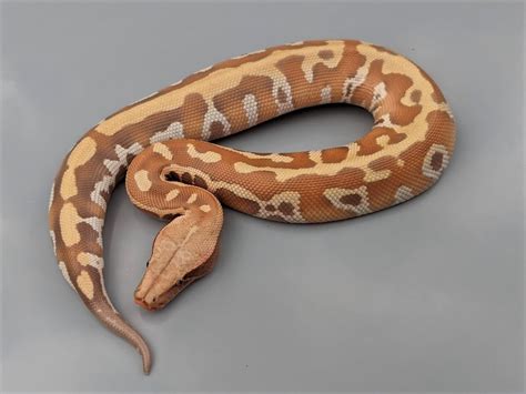 Pollen Short Tailed Python Traits Morphpedia