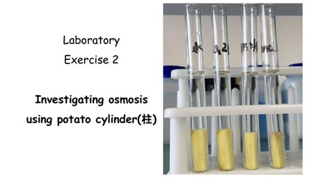 Osmosis Lab Potato Cylinder Experiment