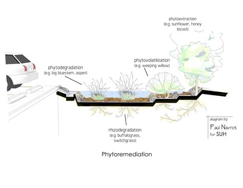 Phytoremediation Design