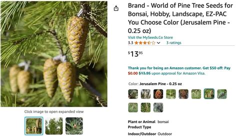 Plant Faqs Aleppo Pine