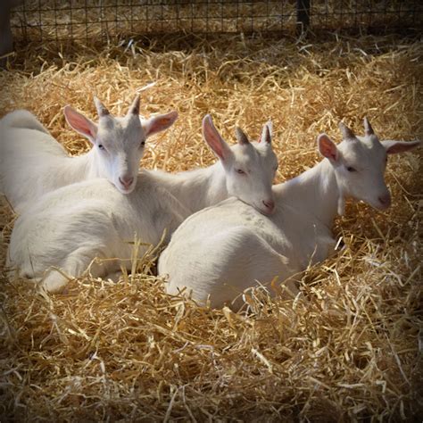 Wafflemama Summer Fun Rand Farm Park Lincolnshire