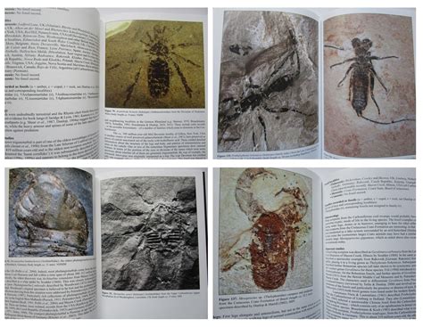 Fossil Arachnids Spiders Scorpions Amber Fossils Insects Etc By Jason A Dunlop And David Fossil Arachnids Spiders Scorpions Amber Fossils Insects Etc By Jason A Dunlop And David