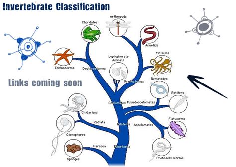 Invertebrates Classification How Do We Divide The Animal Kingdom