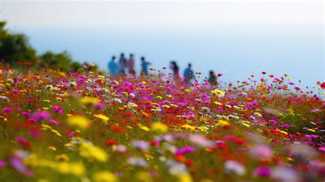 화려한 꽃밭과 꽃 지독한 여름 꽃 고화질 사진 사진 배경 일러스트 및 사진 무료 다운로드 Pngtree