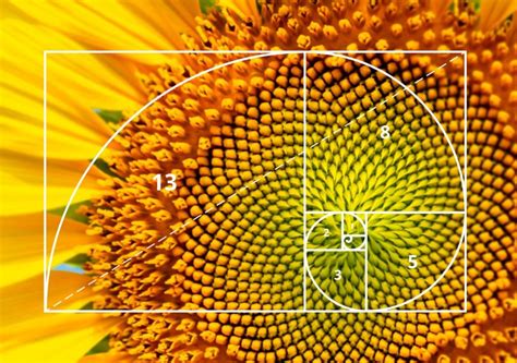 Golden Ratio In Design What Is It And How Is It Applied