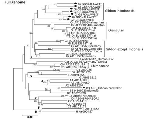 Phylogenetic Tree Based On Complete Genome Sequences Of Hbv Strains