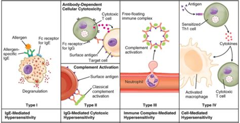Microbio 1 Hypersensitivity Flashcards Quizlet