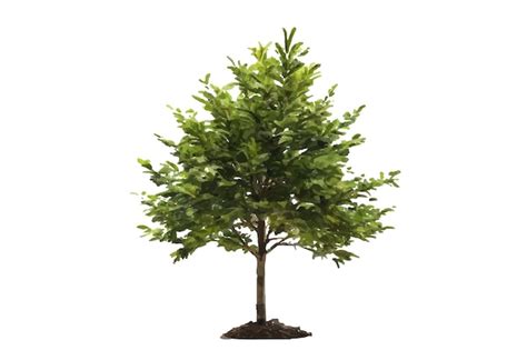 Premium Vector Free Vector Vintage Oak Tree Illustration