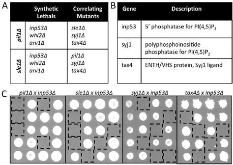 Genetic Interactions Identified By Synthetic Genetic Array Screens A