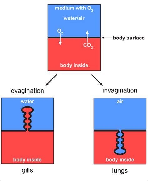 Gas Exchange Can Occur Across The Body Surface Simply By Diffusion Download Scientific
