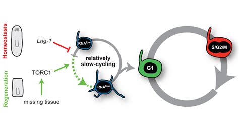 Bret Pearson Lab Publications