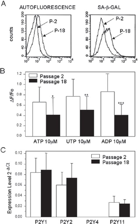 Effect Of Replicative Senescence On P2y Receptor Expression And