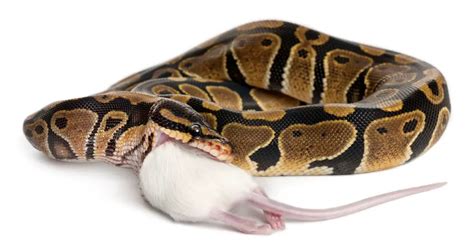 Ball Python Heat Pits What Are They And How Do They Work Ball