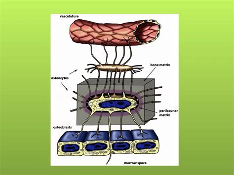 Biochemistry Of Bone Formation And Degradation Ppt