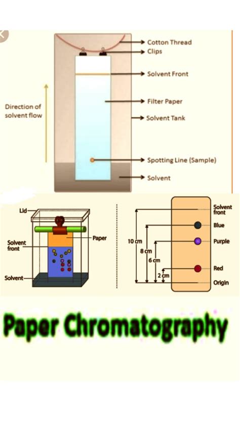 Paper Chromatography Diagram Explained At Lisa Cunningham Blog