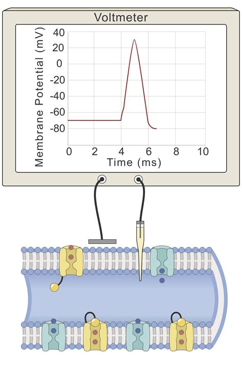 The Action Potential Lesson Human Bio Media